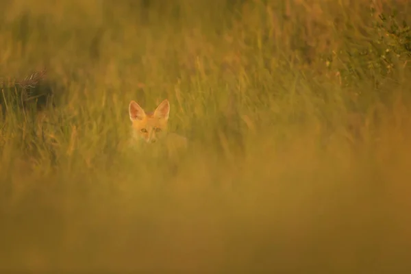 Vigilância de caçadores Stock fotók, Vigilância de caçadores ...