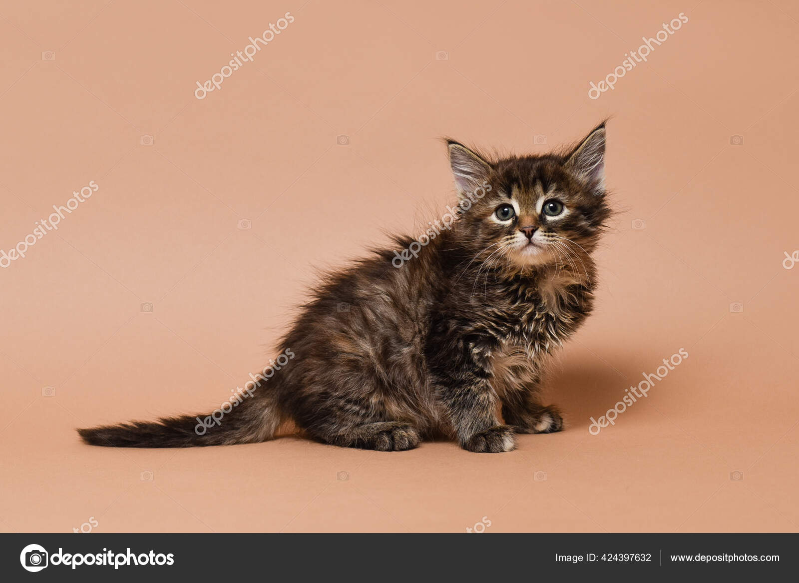Sitting Cute Fluffy Tabby Kitten Beige Background Isolated — Stock ...