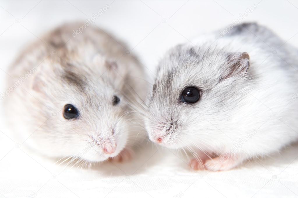 Cute Grey Dwarf Hamsters
