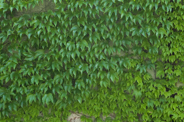 Green ladder Stock Photos, Royalty Free Green ladder Images | Depositphotos