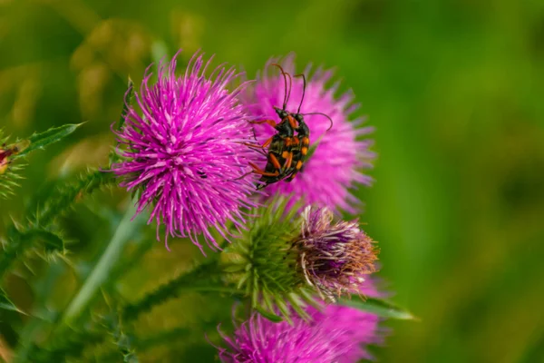 Bleuet persan images libres de droit, photos de Bleuet persan ...