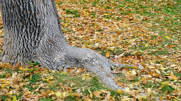 Tree falling Stock Photos, Royalty Free Tree falling Images | Depositphotos