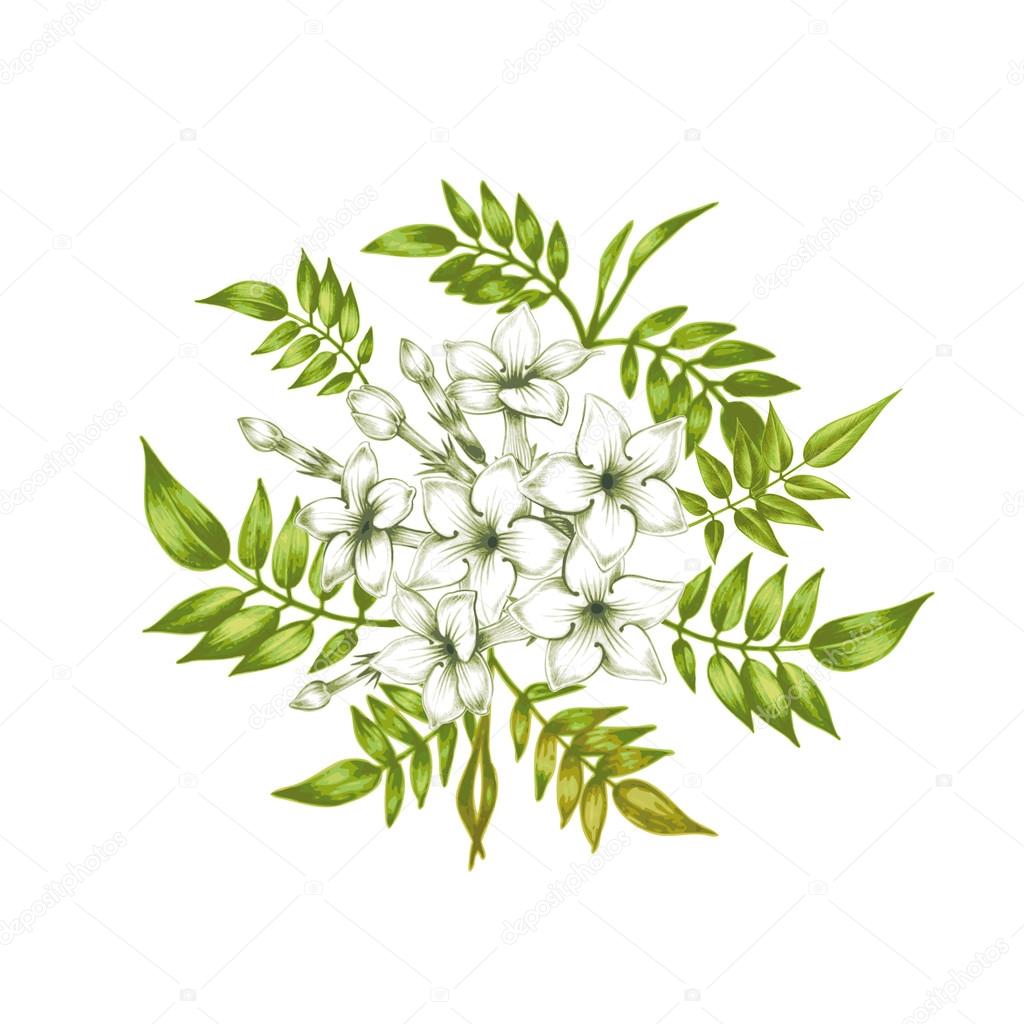 Vector jasmine flowers. Stock Vector Image by ©sasha-kasha #106393834