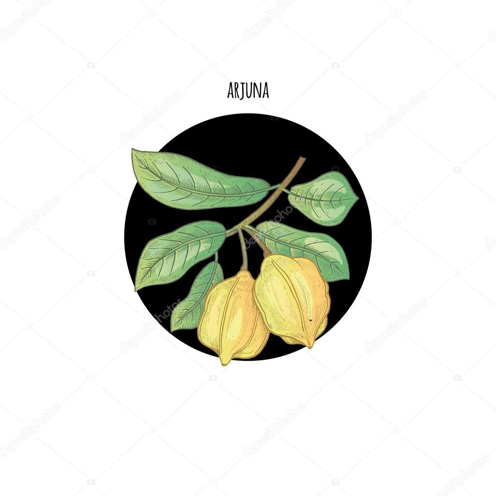 Image of branch plants arjuna Stock Vector Image by ©sasha-kasha #112246594