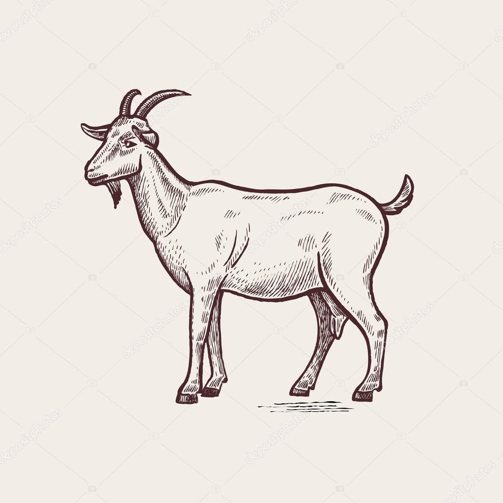 Illustration farm animals - goat — Stock Vector © sasha-kasha #117924424