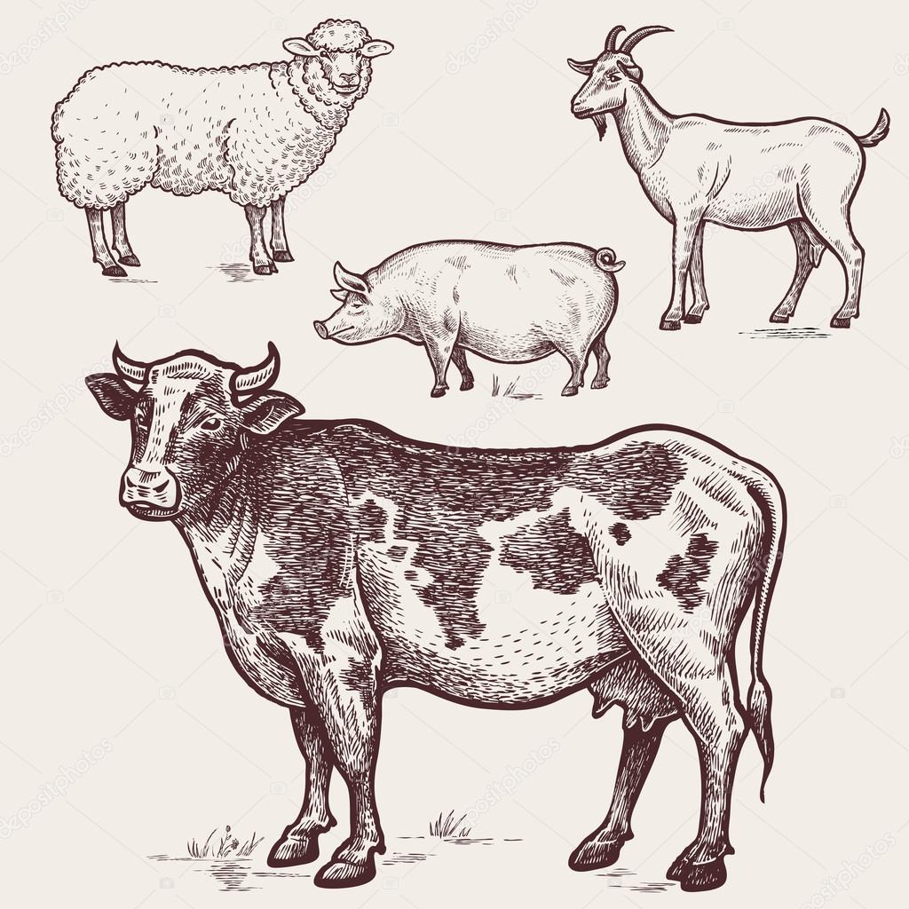 Set poultry - cow, sheep, pig, goat. Farm animals Stock Vector Image by ...