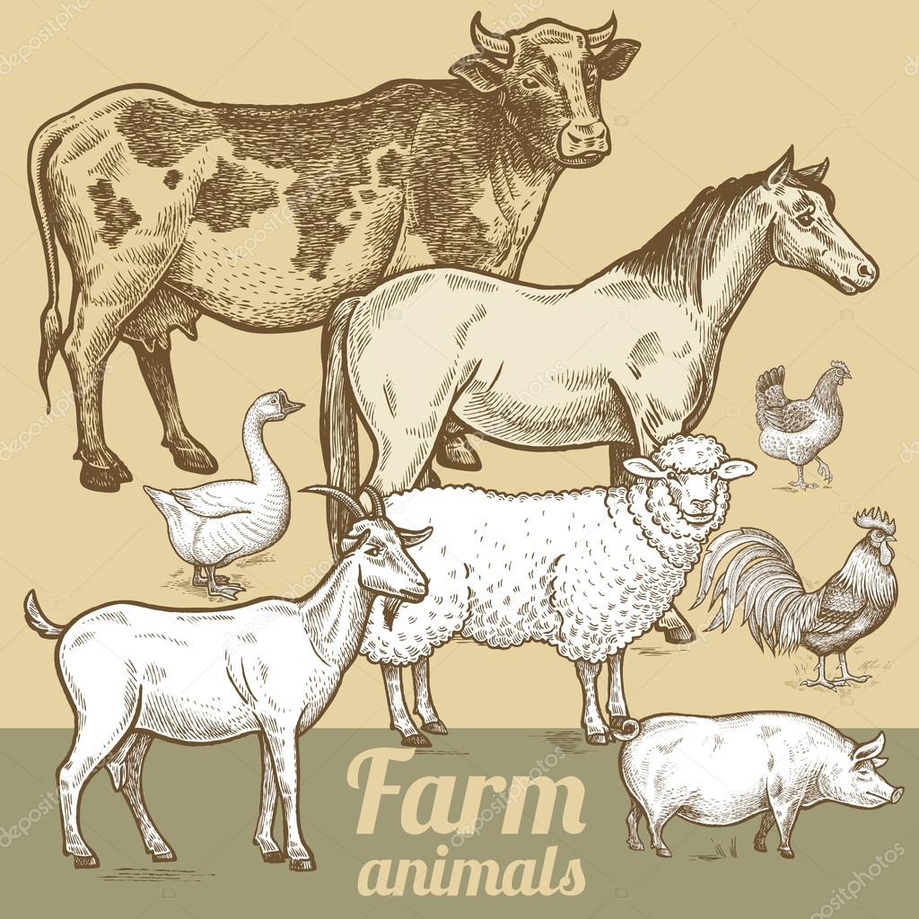 Animales de granja vaca, caballo, oveja, cabra, cerdo, ganso, gallo ...
