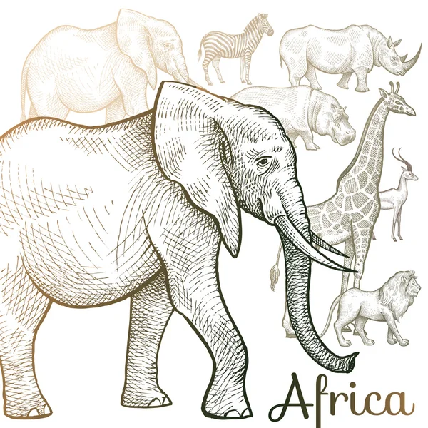 Engraving of African animals. Stock Vector by ©sasha-kasha 138986590