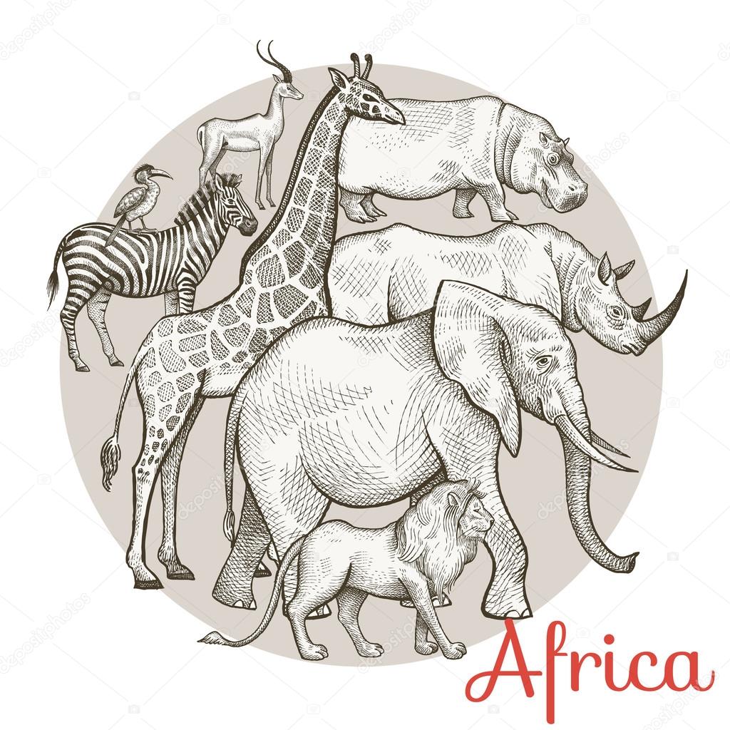 Elephant, lion, giraffe, rhino, hippo, zebra, antelope. African Stock ...