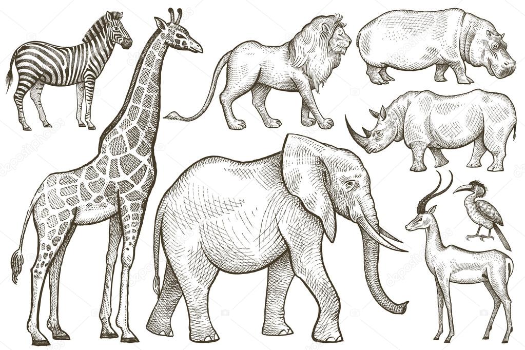 African animals elephant, giraffe, lion, zebra, rhino and hippop Stock ...
