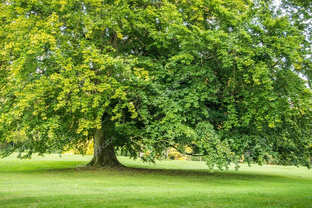 Big lonely green tree in summer vertical Stock Photo by ©Jaffarali 82331704