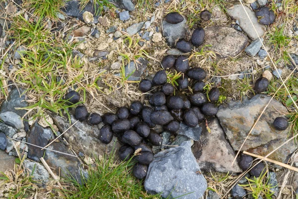 Bosta Stock Photos, Royalty Free Bosta Images | Depositphotos