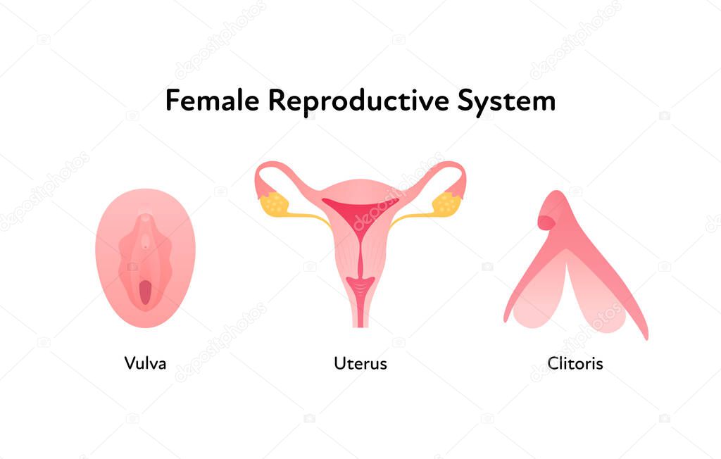 Reproductive system infographic poster. Vector flat medical ...