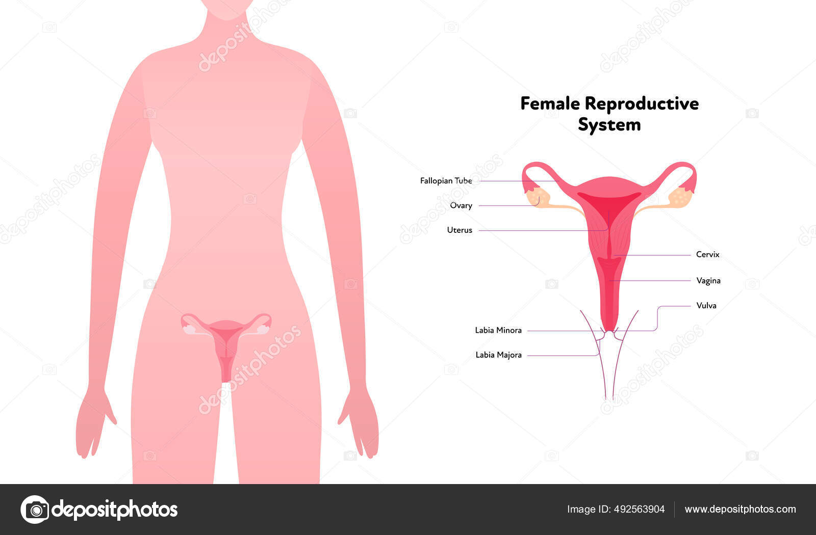Diagramm Der Weiblichen Menschlichen Anatomie