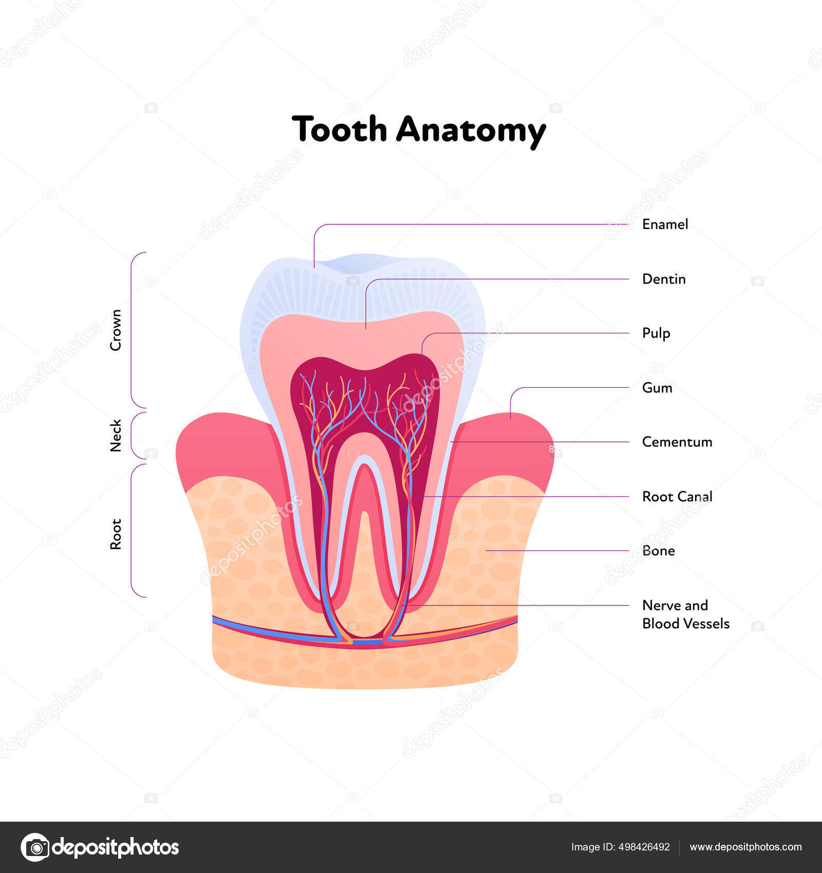 Tooth Anatomy Chart Vector Biomedical Illustration Cross Section Text ...