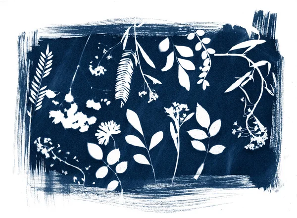 Cyanotype Stock Photos, Royalty Free Cyanotype Images | Depositphotos