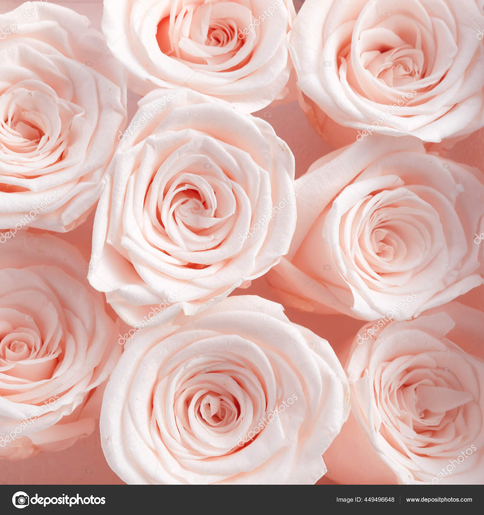 Pink Roses Backgrounds