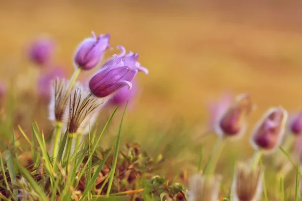 Beautiful purple little furry pasque-flower. (Pulsatilla grandis ...