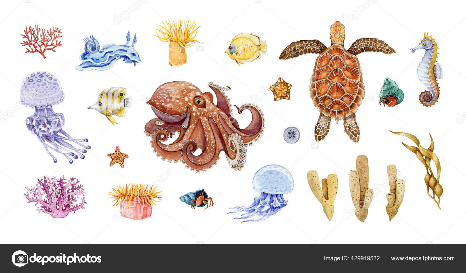 Octopus, sea turtle, squid, cuttlefish, calamari, jellyfish, coral ...