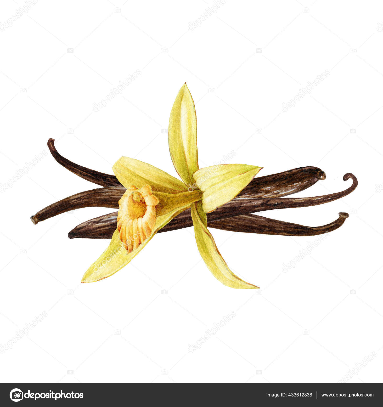 Vanilla Bean Flower Plant
