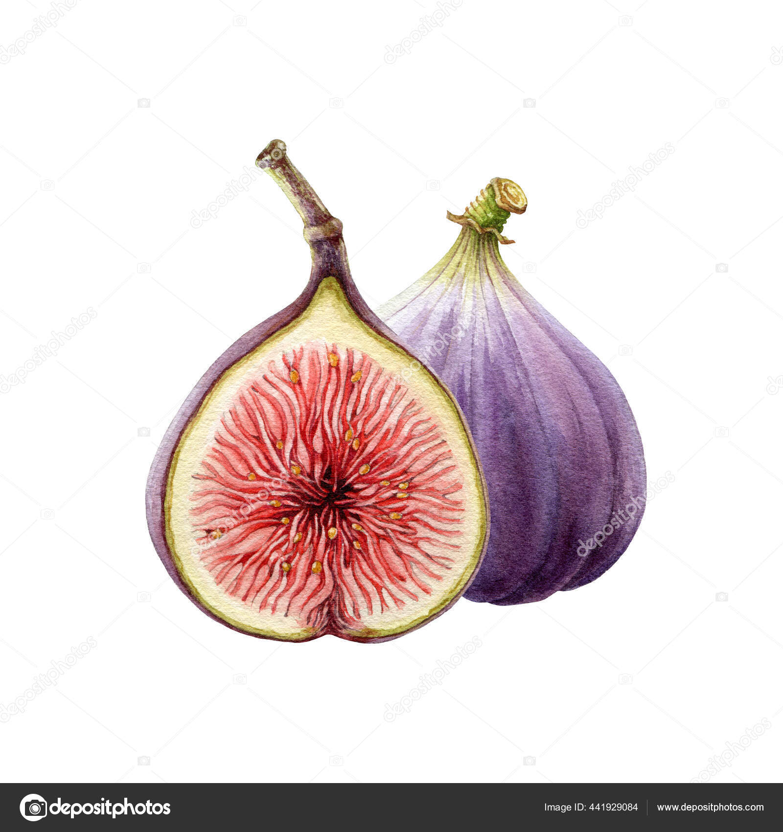 Fig Fruit Illustration