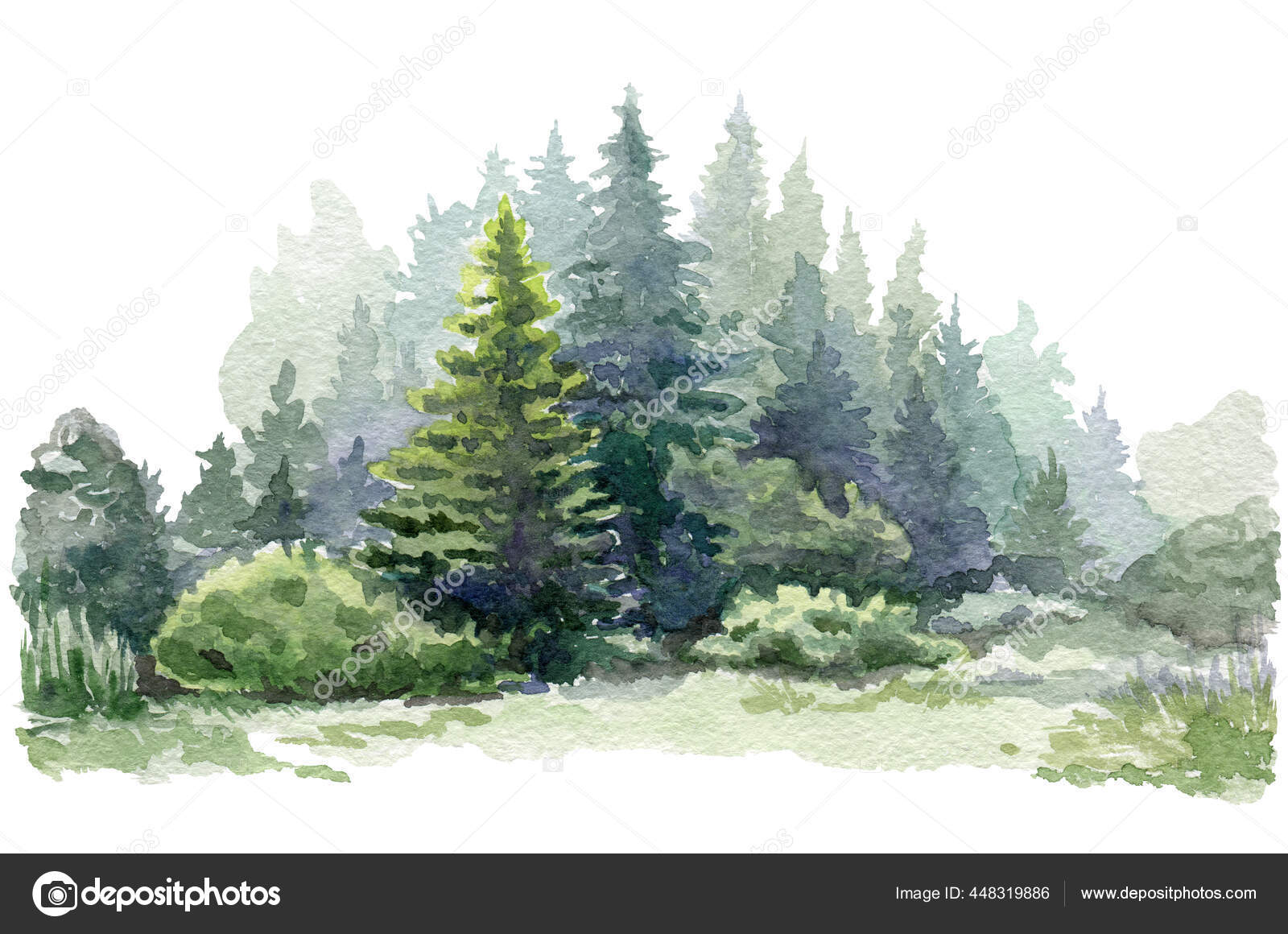 Fir tree forest watercolor image. Hand drawn relistic lush pine ...