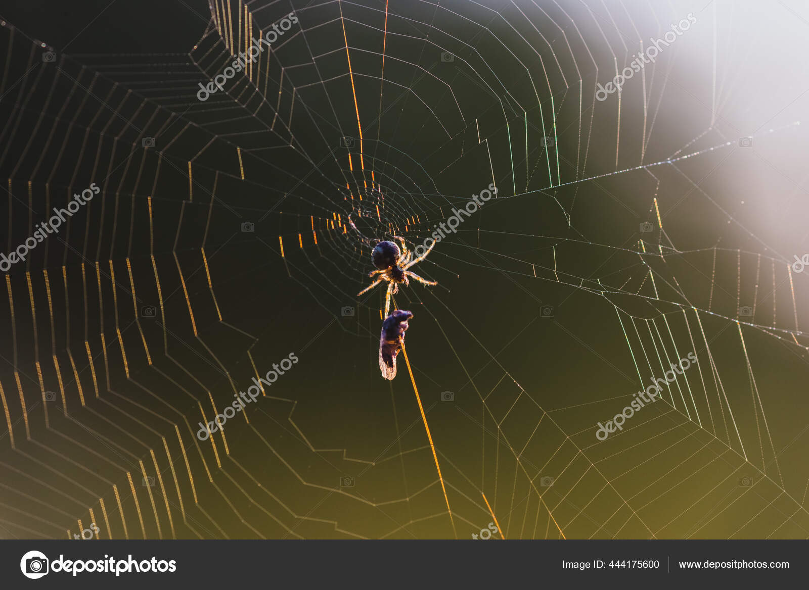 Spider Web Caught Prey — Stock Photo © DmitriyDanilov #444175600