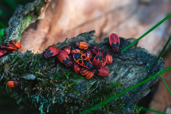 Beautiful beetles Stock Photos, Royalty Free Beautiful beetles Images ...