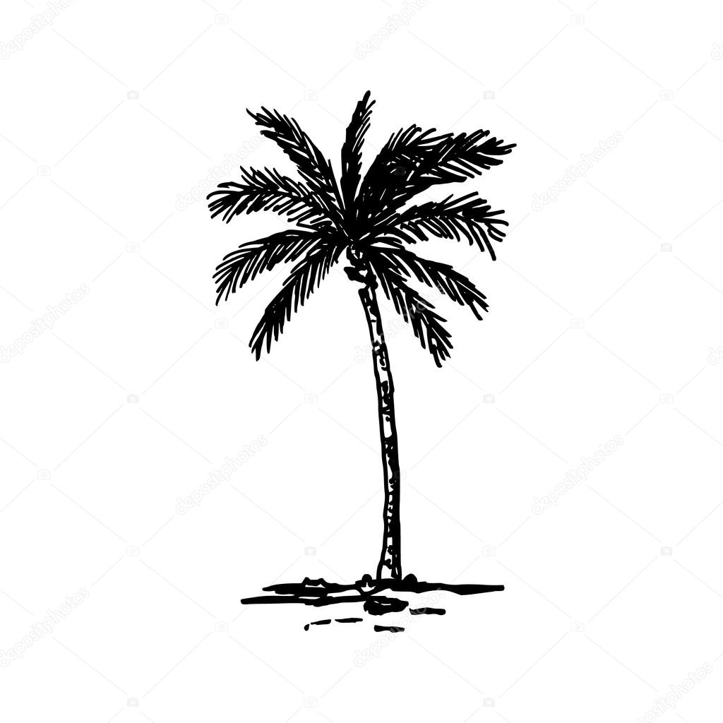 Hand drawn palm tree Stock Vector Image by ©barkarola #121931962