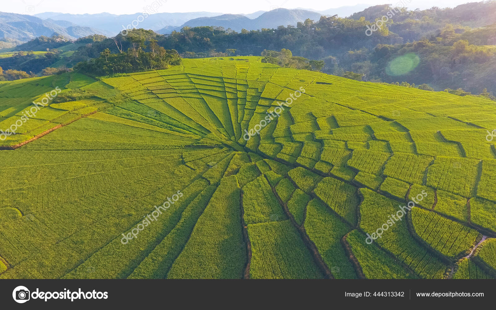 Sunlight Shining Clouds Spider Rice Field Flores Indonesia — Stock ...