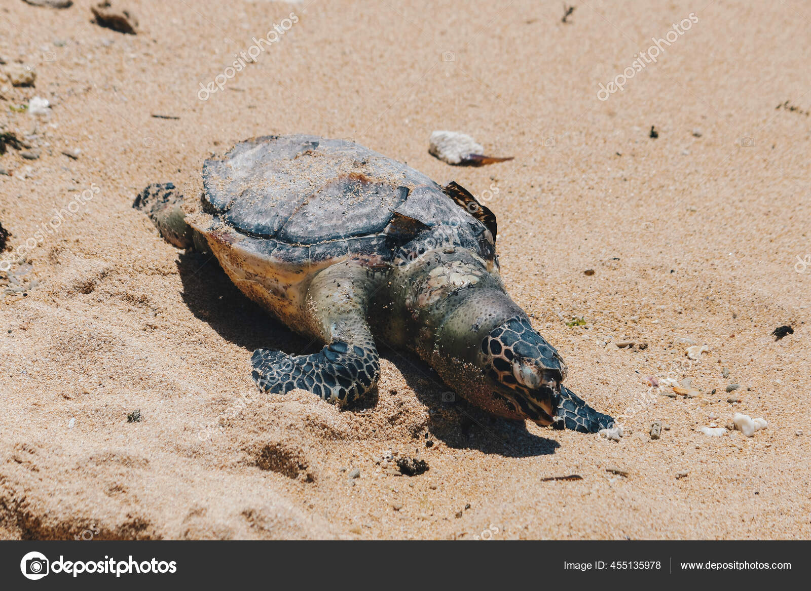 Dead Sea Turtle Body Sand Beach Stock Photo by ©Reezky11 455135978