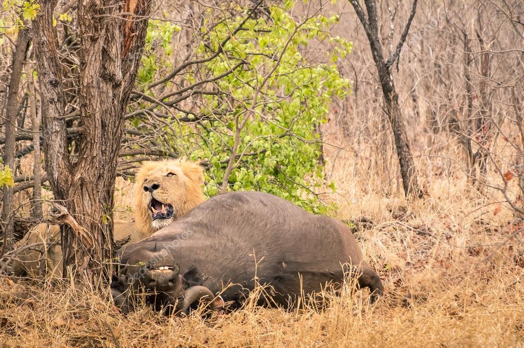 Lion Food Chain
