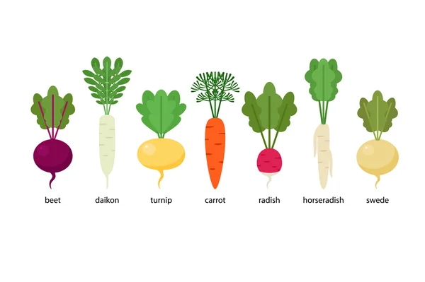 70 Root crops Stock Illustrations | Depositphotos®