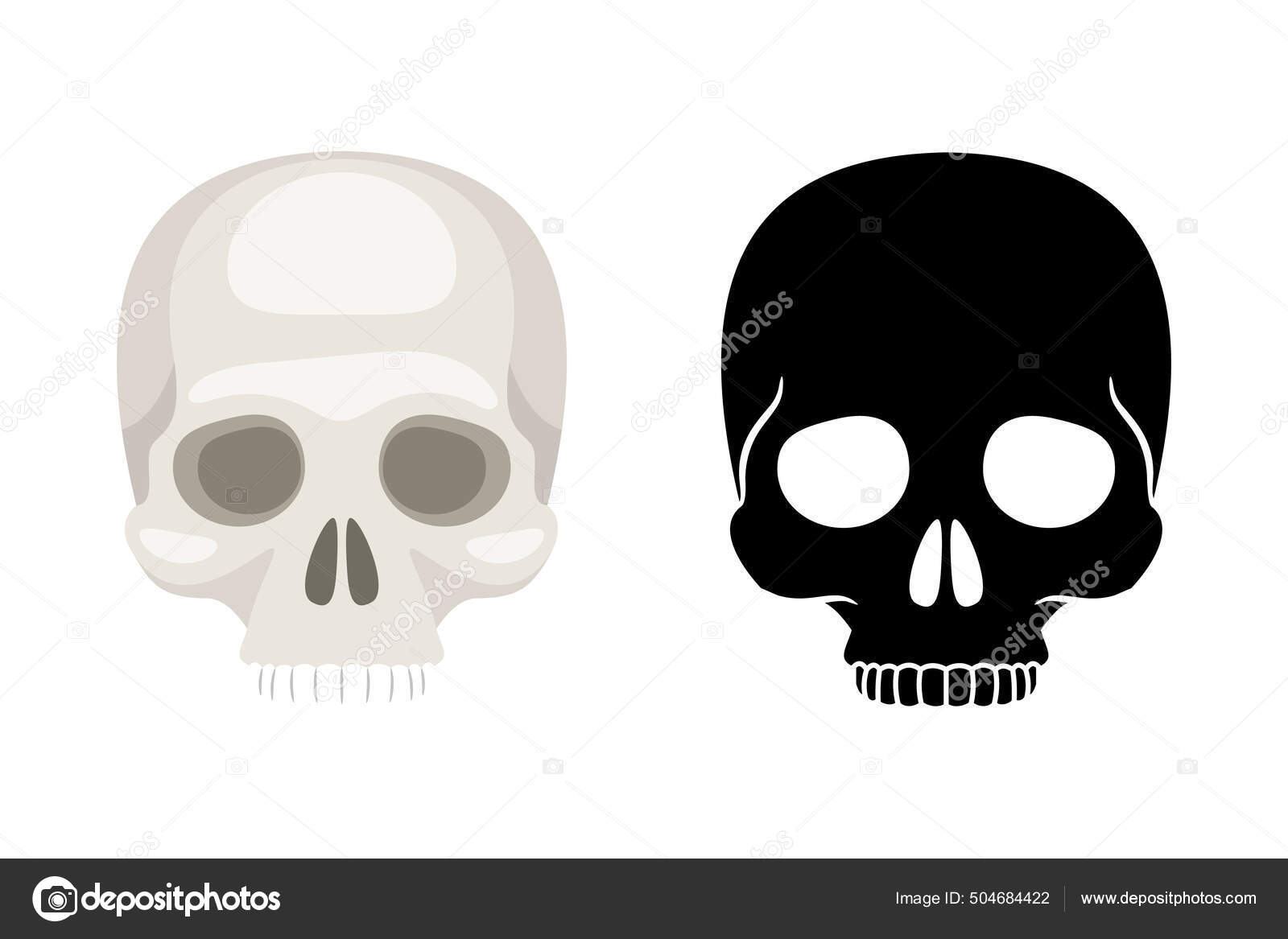 Dos cráneos humanos aislados sobre fondo blanco Stock Vector by ...