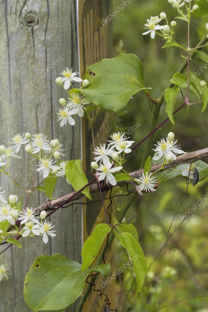 White Western Virgins Bower Clematis ligusticifolia Flores silvestres 2023