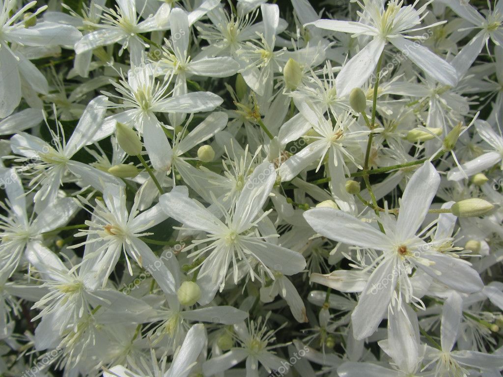 White Western Virgins Bower Clematis ligusticifolia Flores silvestres 2022