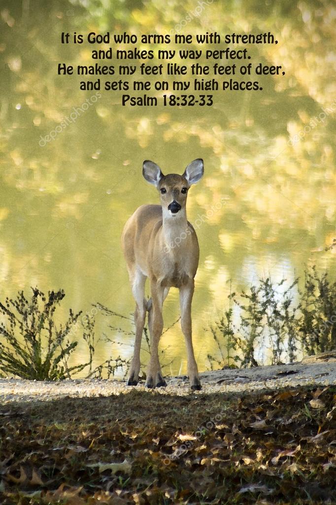 White Tail Deer and Psalms 18 — Stock Photo © kathyclark #81692040