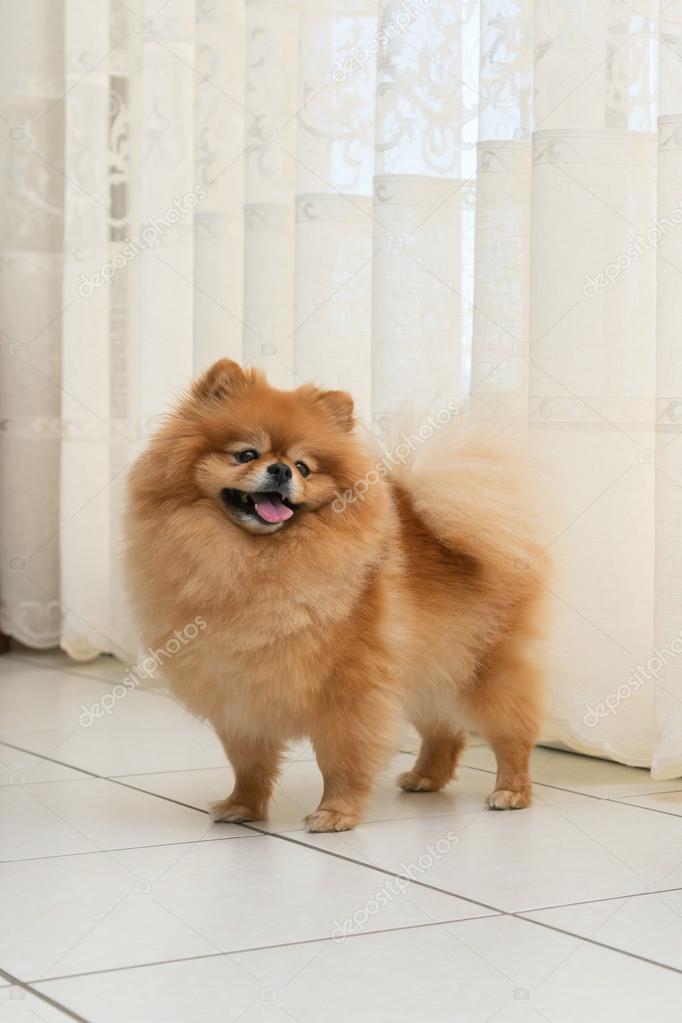 Red dog breed miniature Pomeranian is looking with interest. emotion of ...