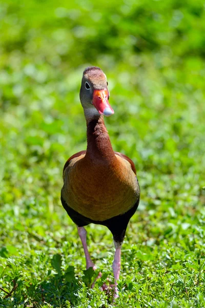 Pato florida Stock Photos, Royalty Free Pato florida Images | Depositphotos