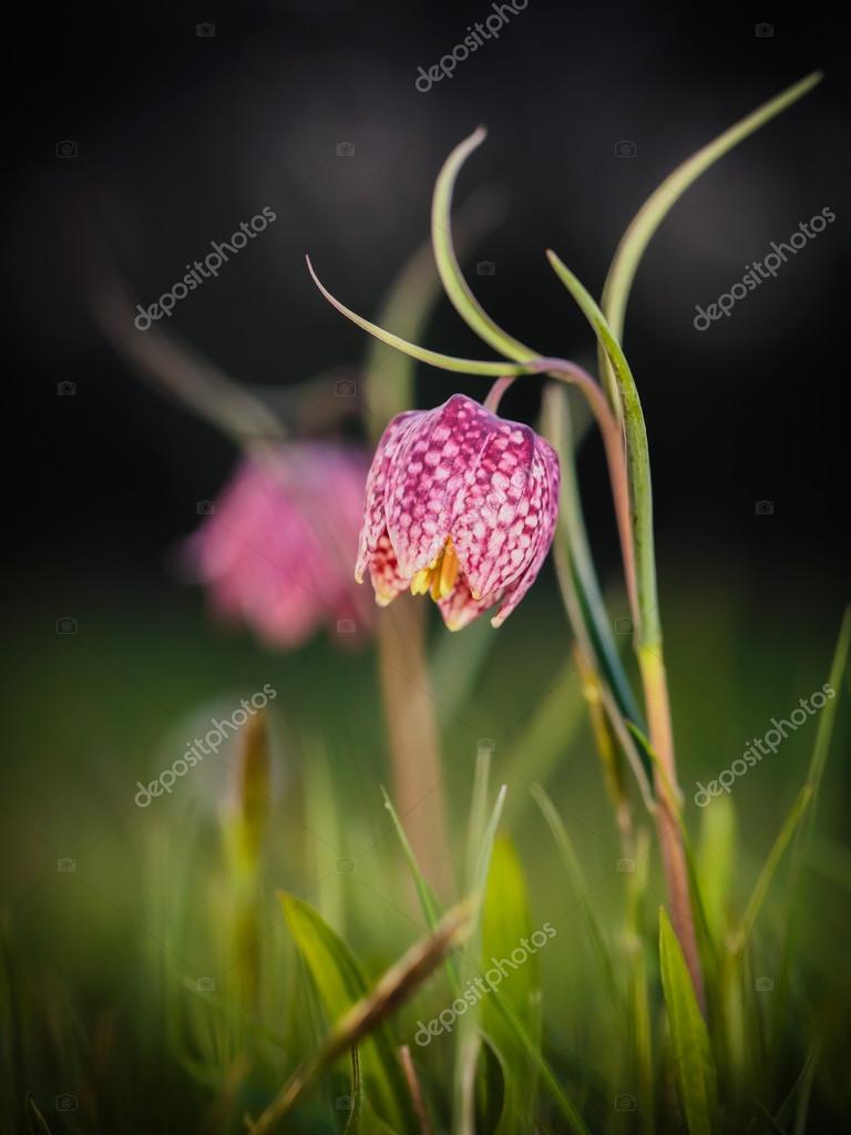 Wild Chess Flower — Stock Photo © AndreasZerndl #71221167