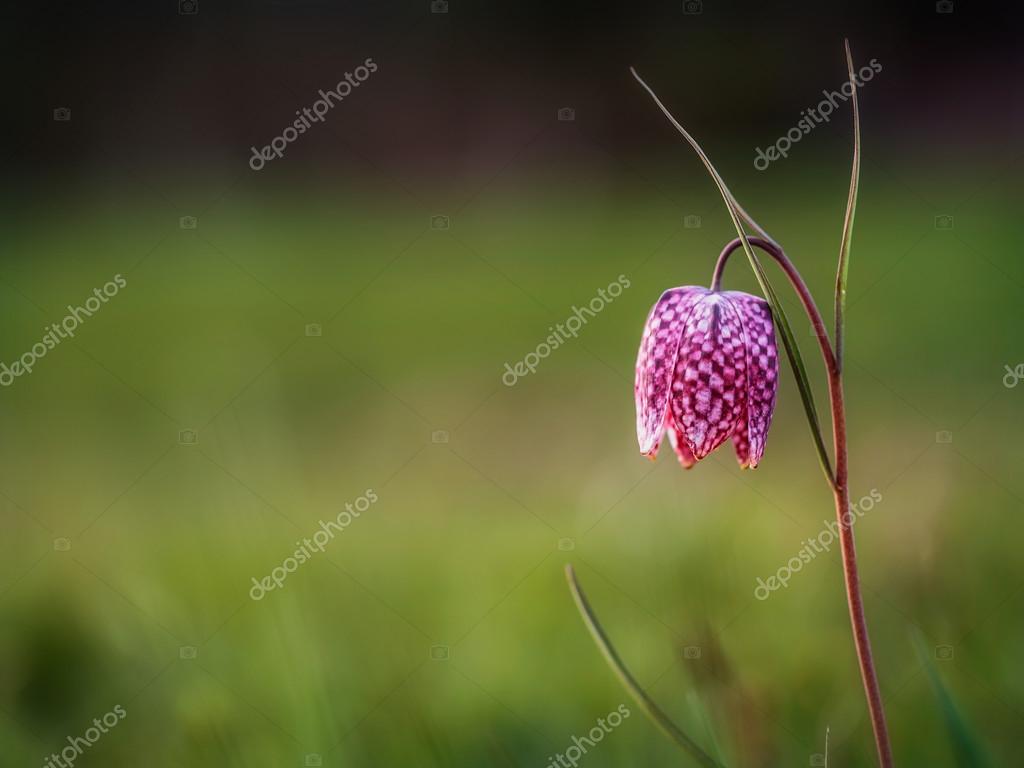 Wild Chess Flower ⬇ Stock Photo, Image by © AndreasZerndl #71221359