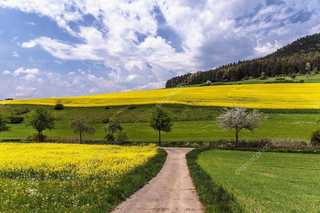 Spring In Countryside