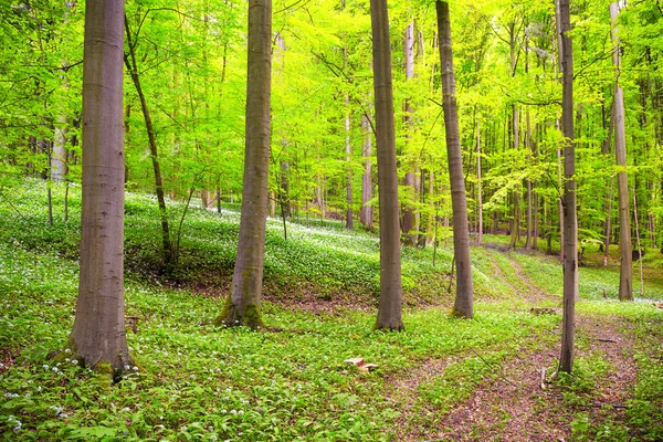 Forest Stock Photos, Royalty Free Forest Images - Page 5 | Depositphotos