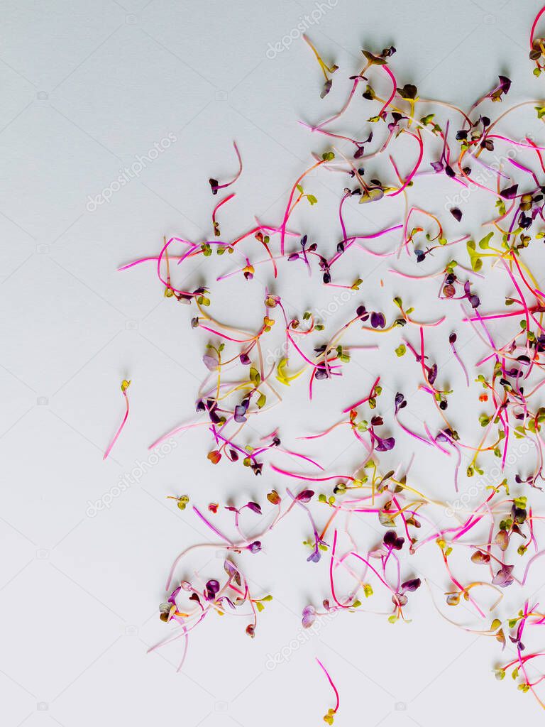 Diferentes tipos de micro verdes sobre fondo blanco. El concepto de ...