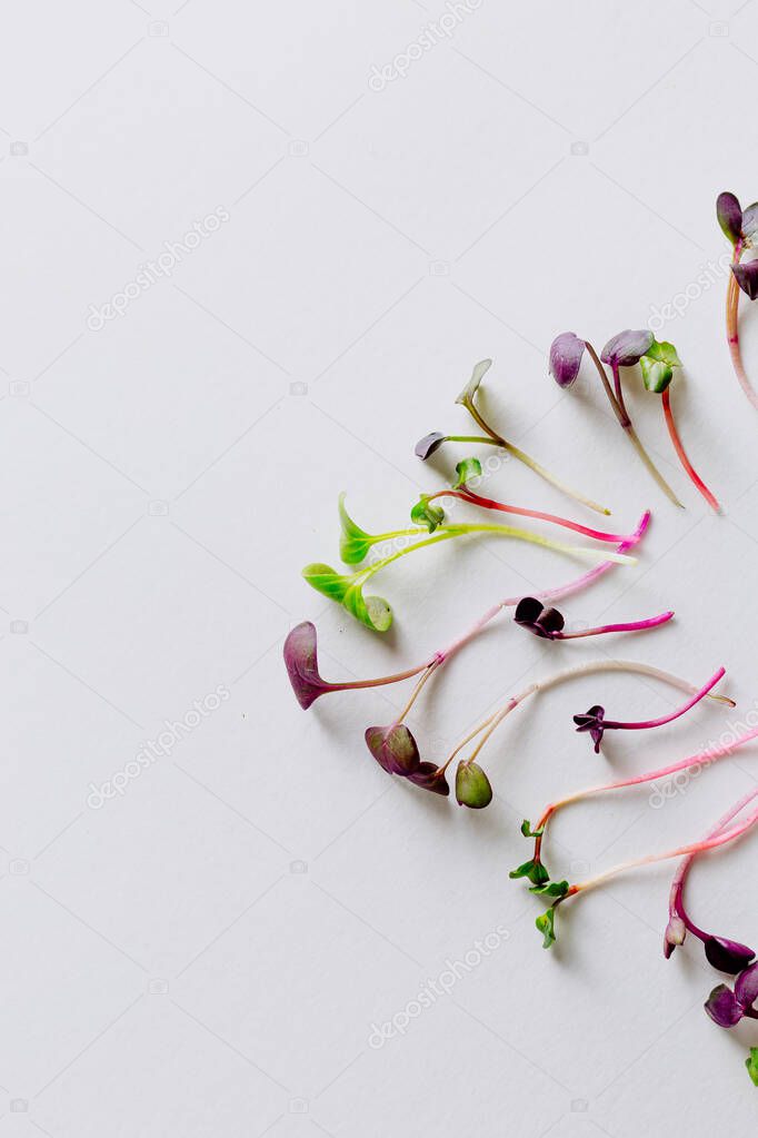 Diferentes tipos de micro verdes sobre fondo blanco. El concepto de ...