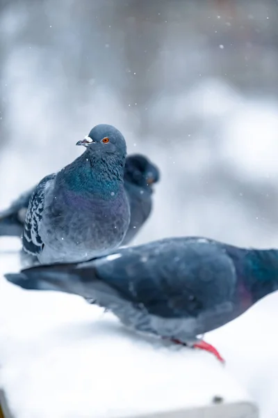 Ice pigeons Stock Photos, Royalty Free Ice pigeons Images | Depositphotos
