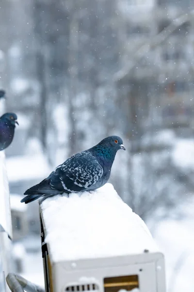 Ice pigeons Stock Photos, Royalty Free Ice pigeons Images | Depositphotos