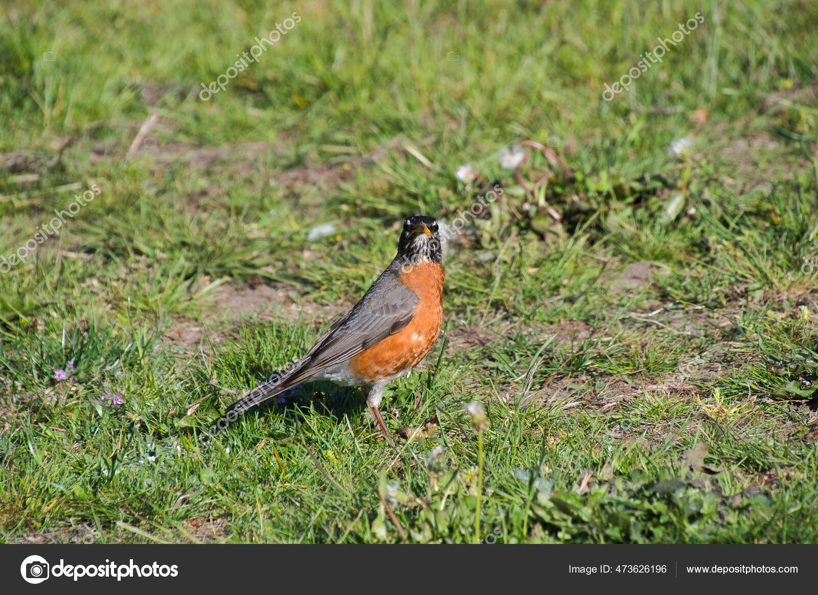 American Robin Resting Ground Vancouver Canada — Stock Photo © haseg77 ...