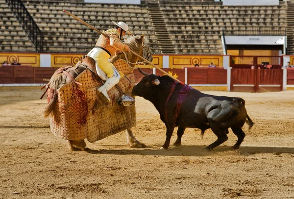 Labrador de corrida Stock Photos, Royalty Free Labrador de corrida ...
