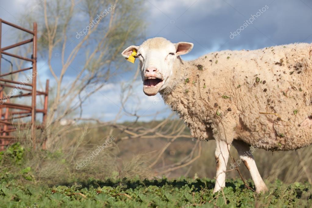 Smiling sheep — Stock Photo © Juan_G_Aunion #61398019